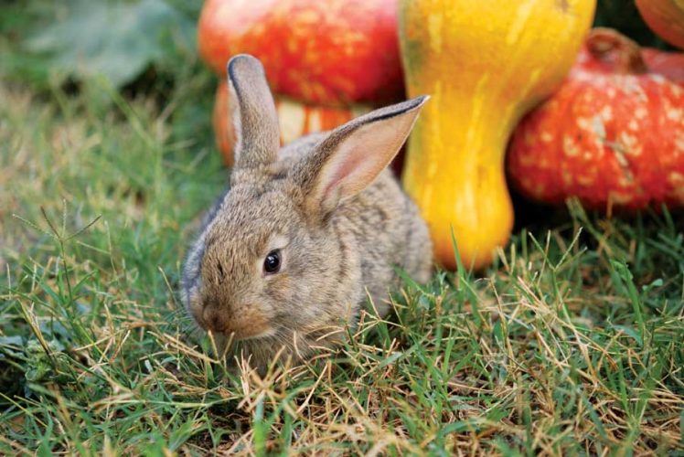 Breeding and Raising Meat Rabbits in Your Backyard - Grit